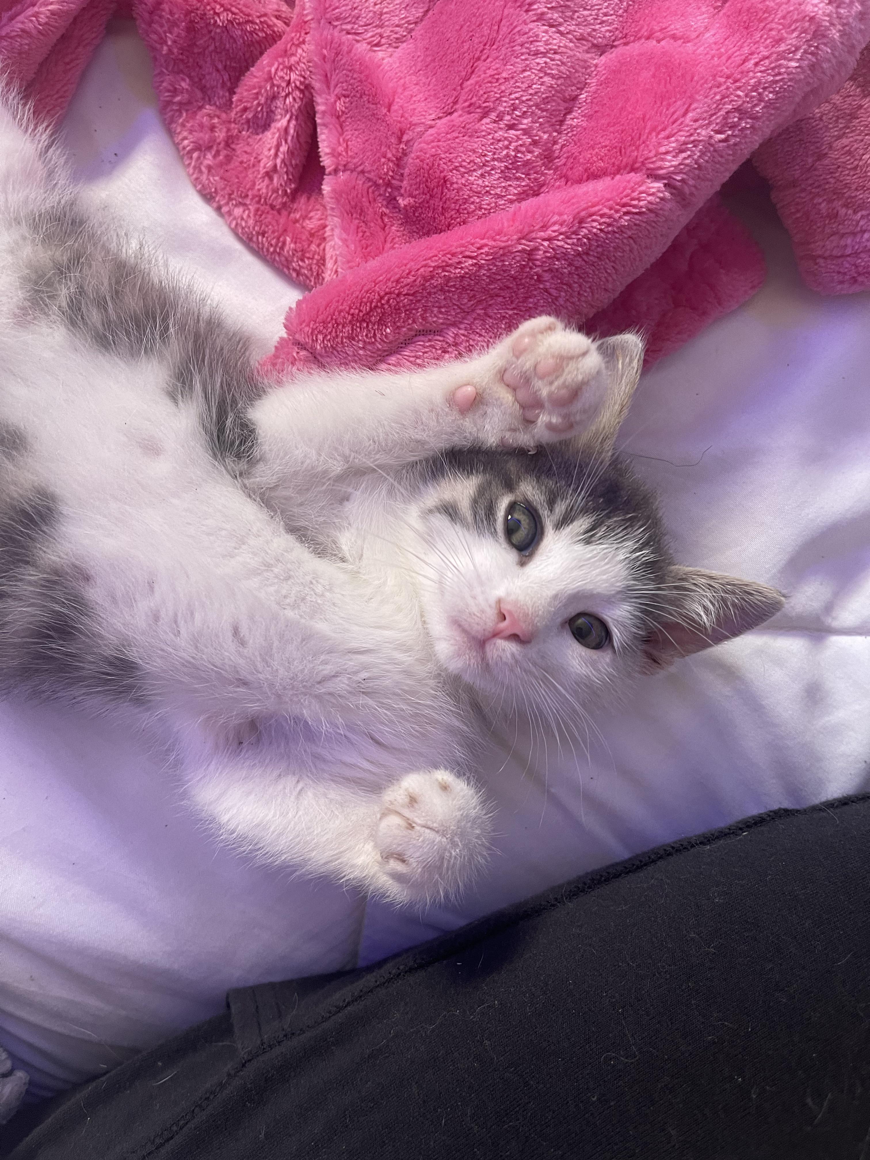 Beans and cuteness | Scrolller