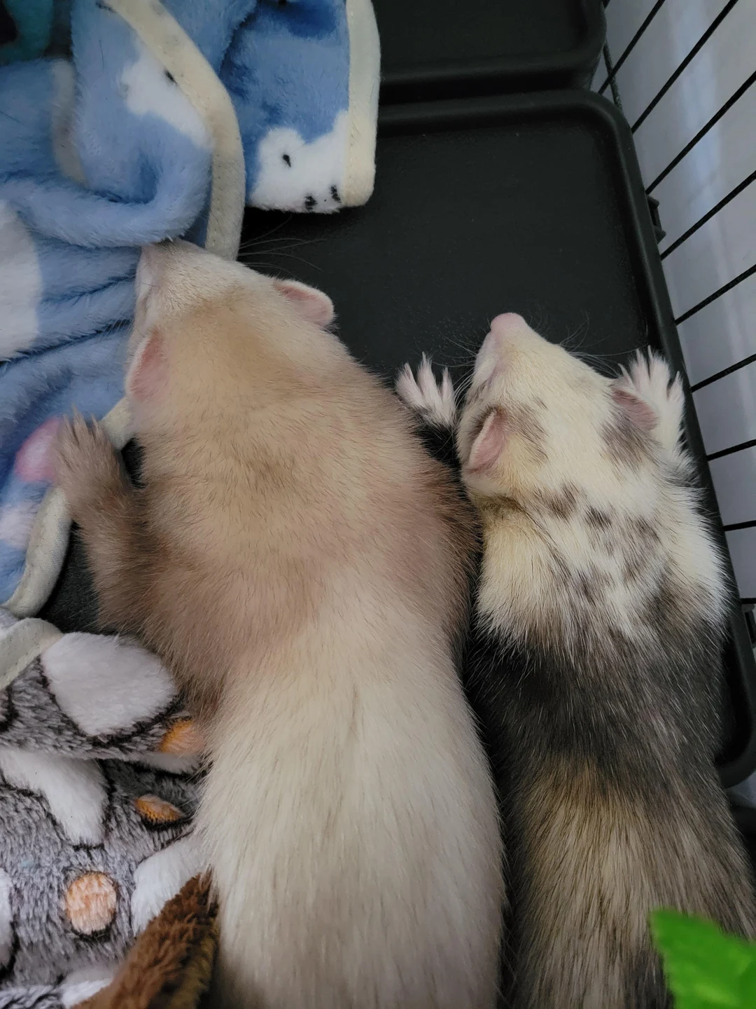 So cute and tired | Scrolller