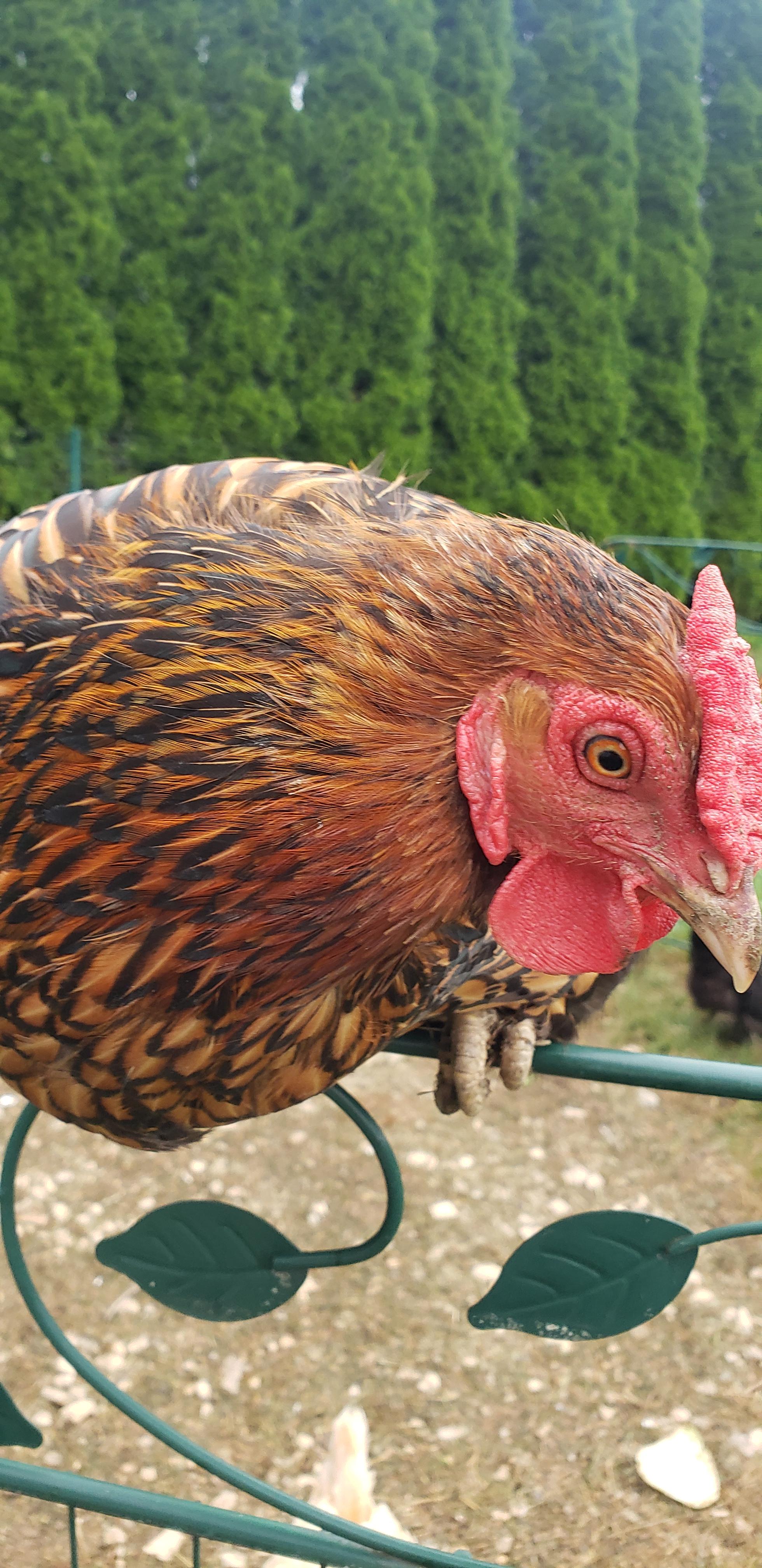 Heres my chicken Coalie | Scrolller