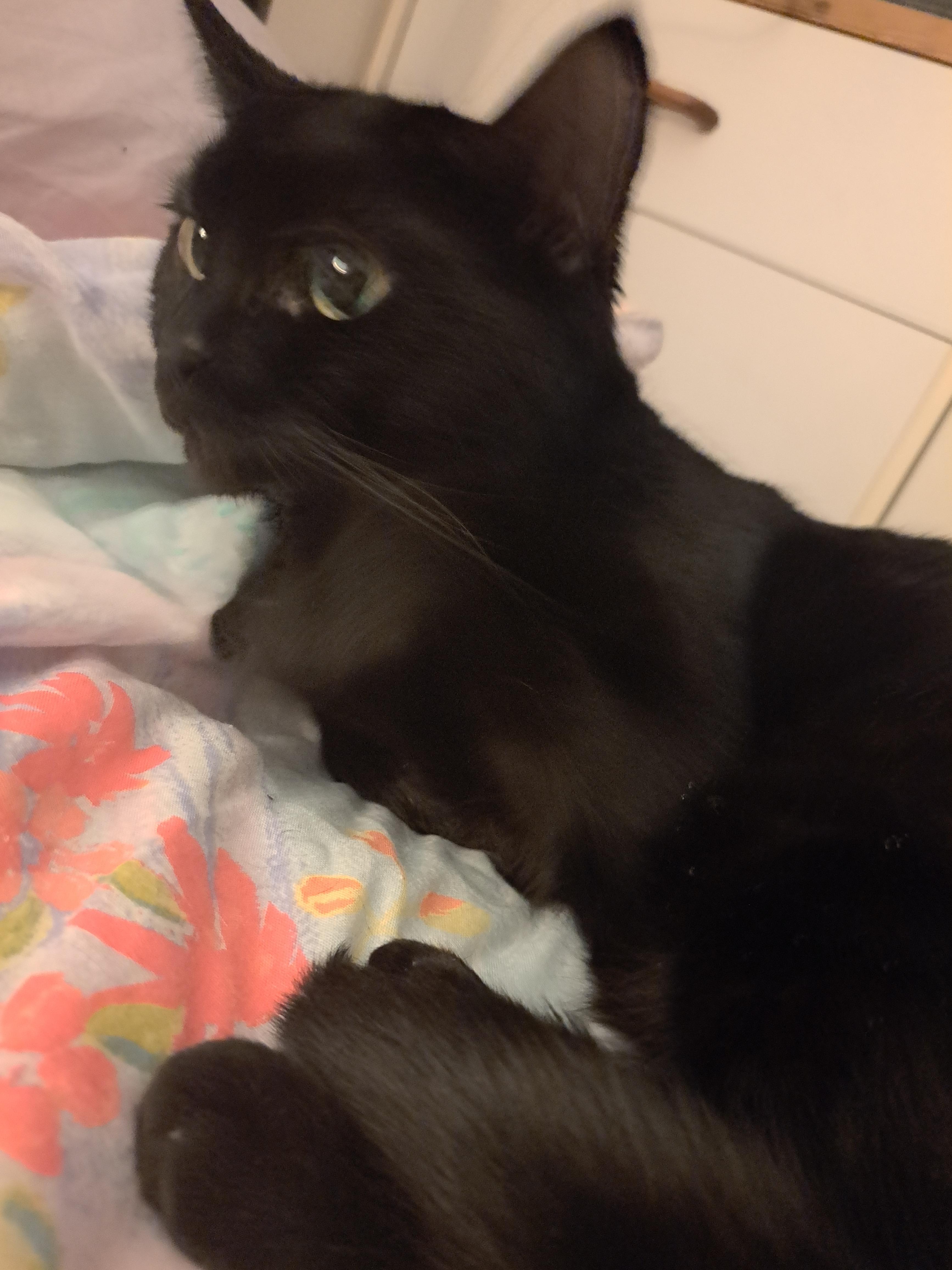 My little void baby Smokey | Scrolller