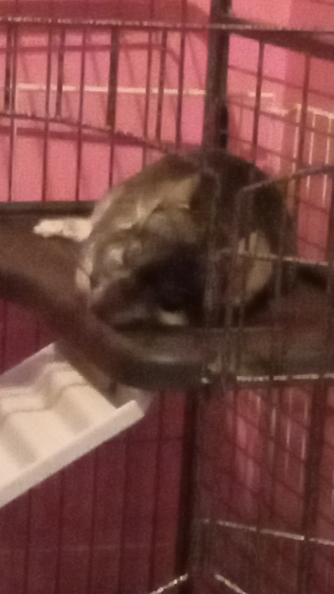 My little chin pooped from playtime | Scrolller