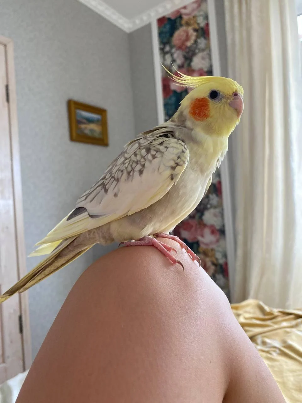 My little dinosaur | Scrolller