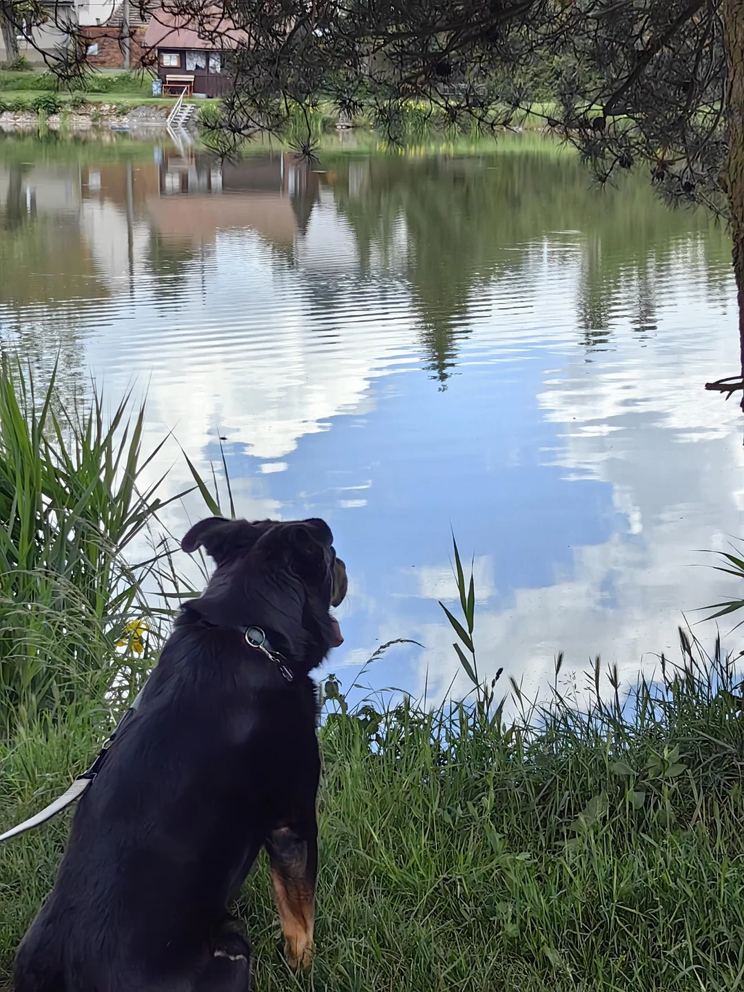 our morning walks routine: stop by the pond to reflect [OC] | Scrolller