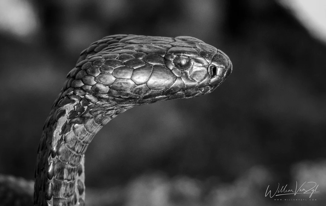 Black Spitting Cobra (Naja nigricincta woodi) from Piketberg, Western Cape. Dangerously venomous ...