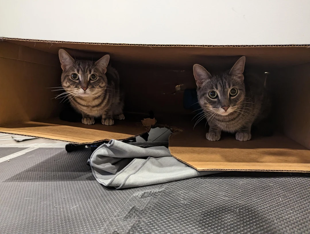 2 cats 1 trap | Scrolller