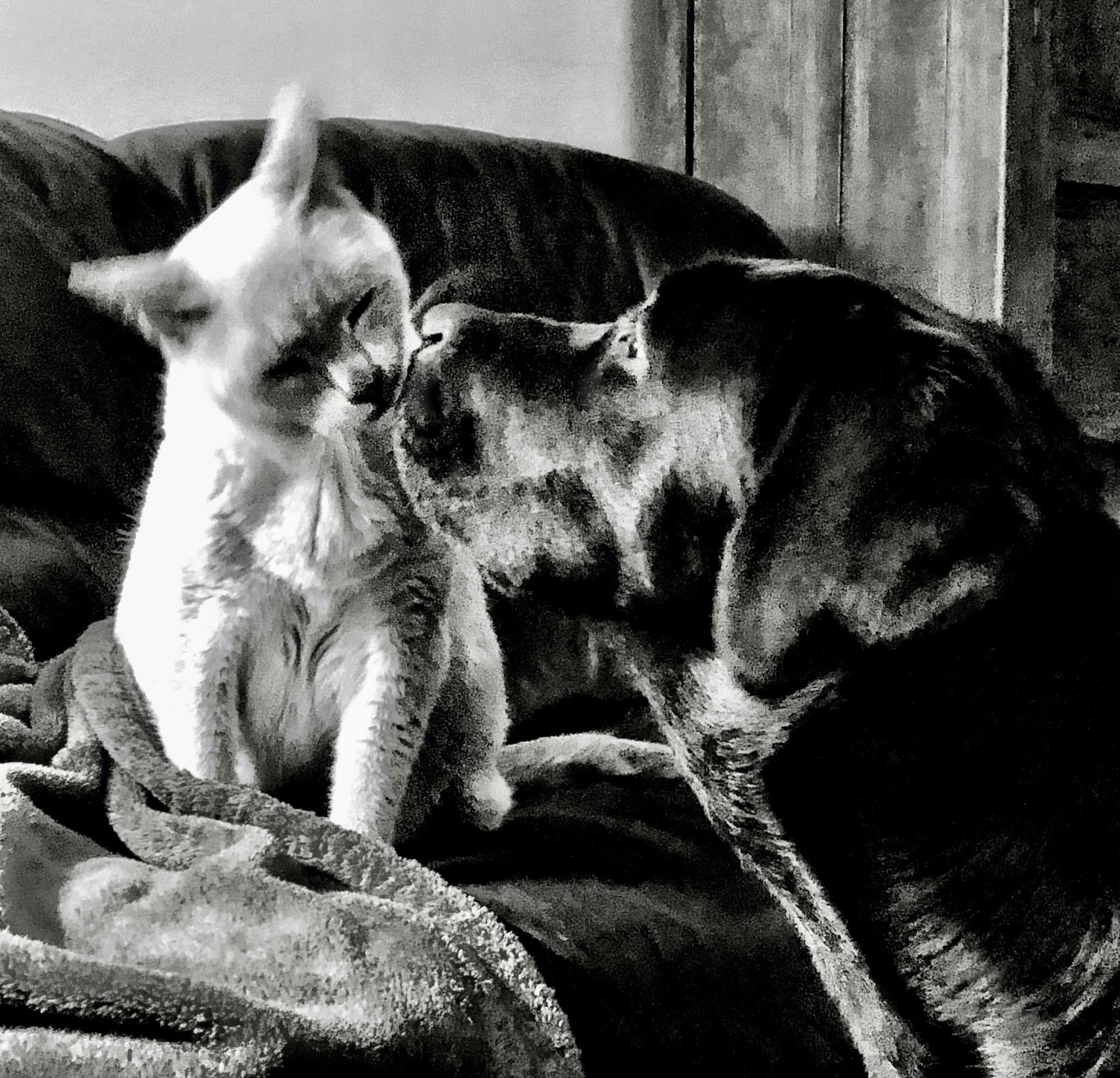 Pack leader | Scrolller