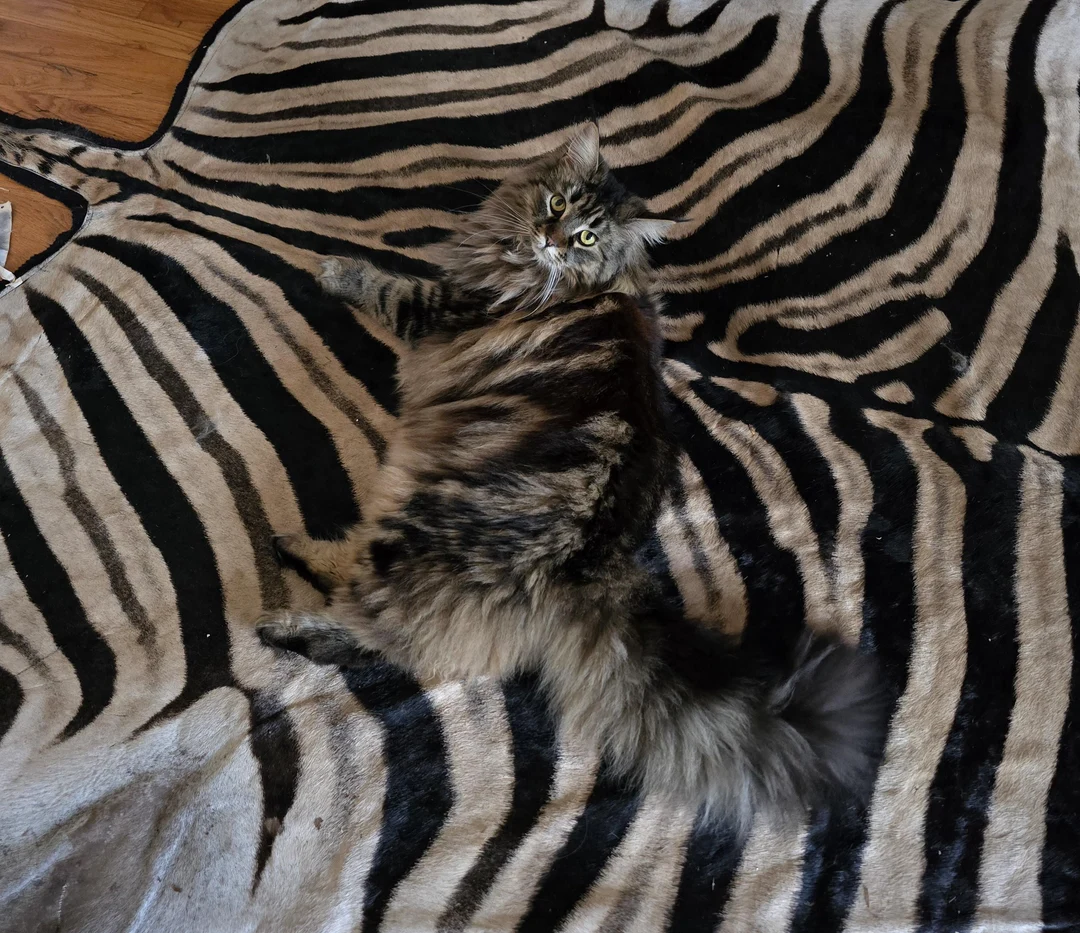 I'm invisible | Scrolller