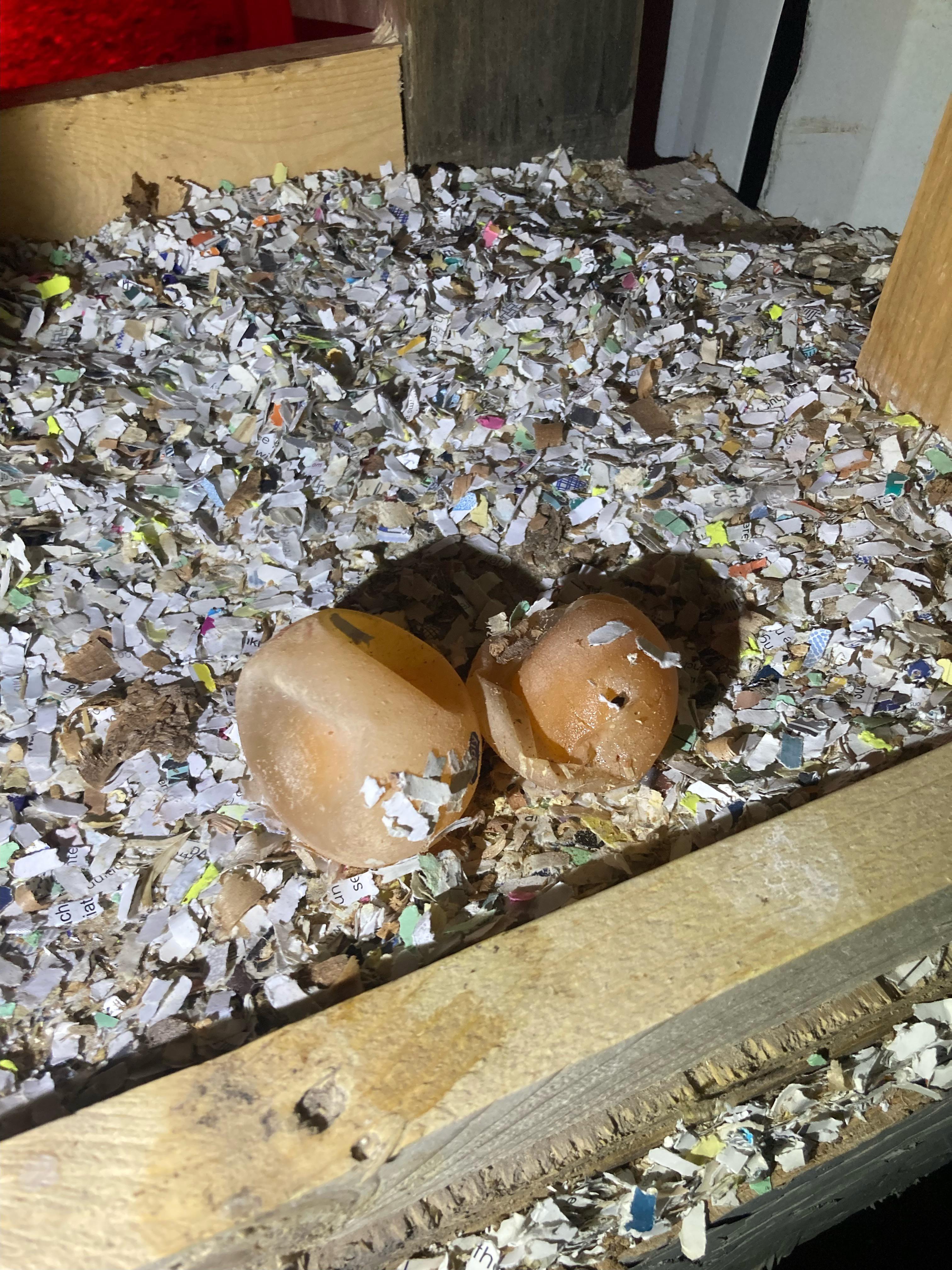 What’s wrong with my chickens? | Scrolller