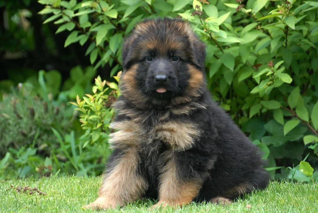 Meet Riley Scrolller