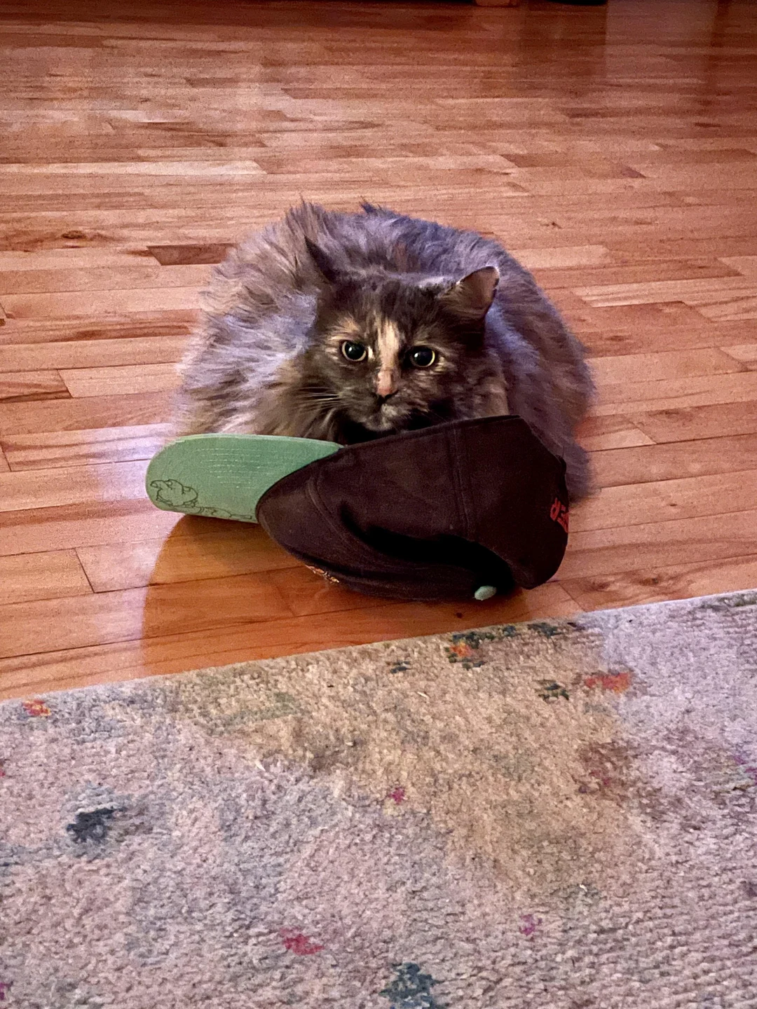 If she fits, she sits | Scrolller