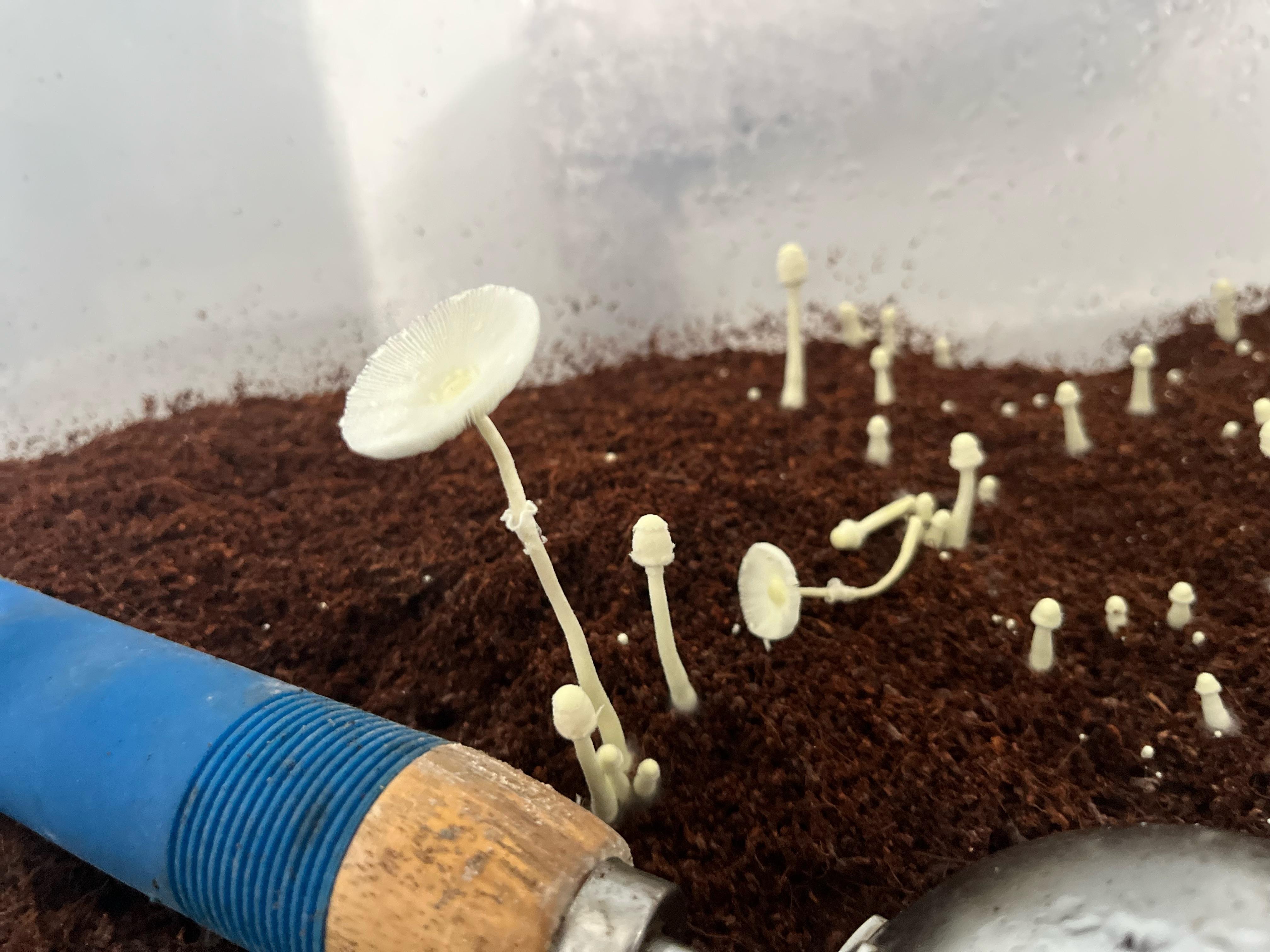 Help identifying | Scrolller