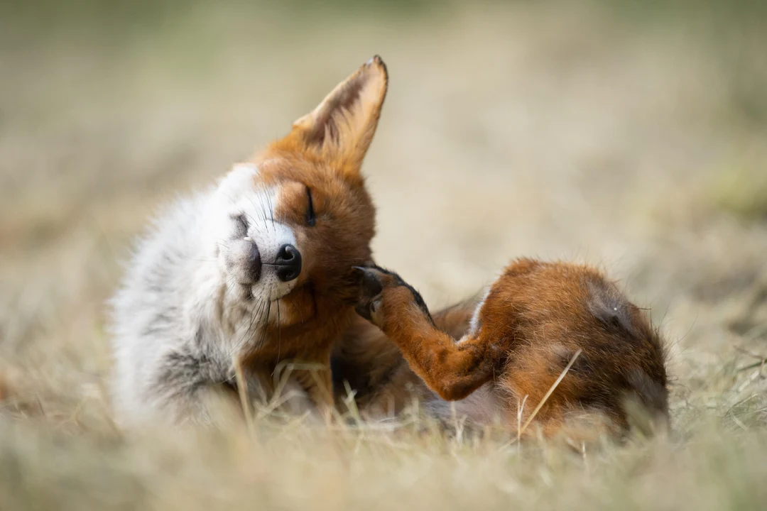 Scratch [OC] | Scrolller