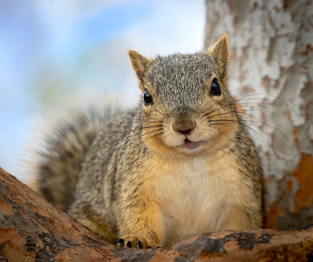 Squirrel | Scrolller