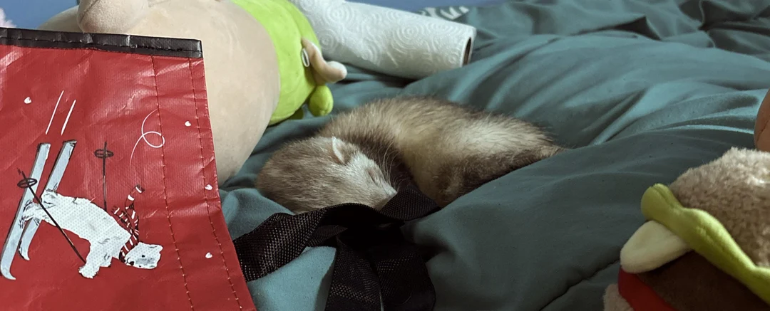 Eepy noodle | Scrolller