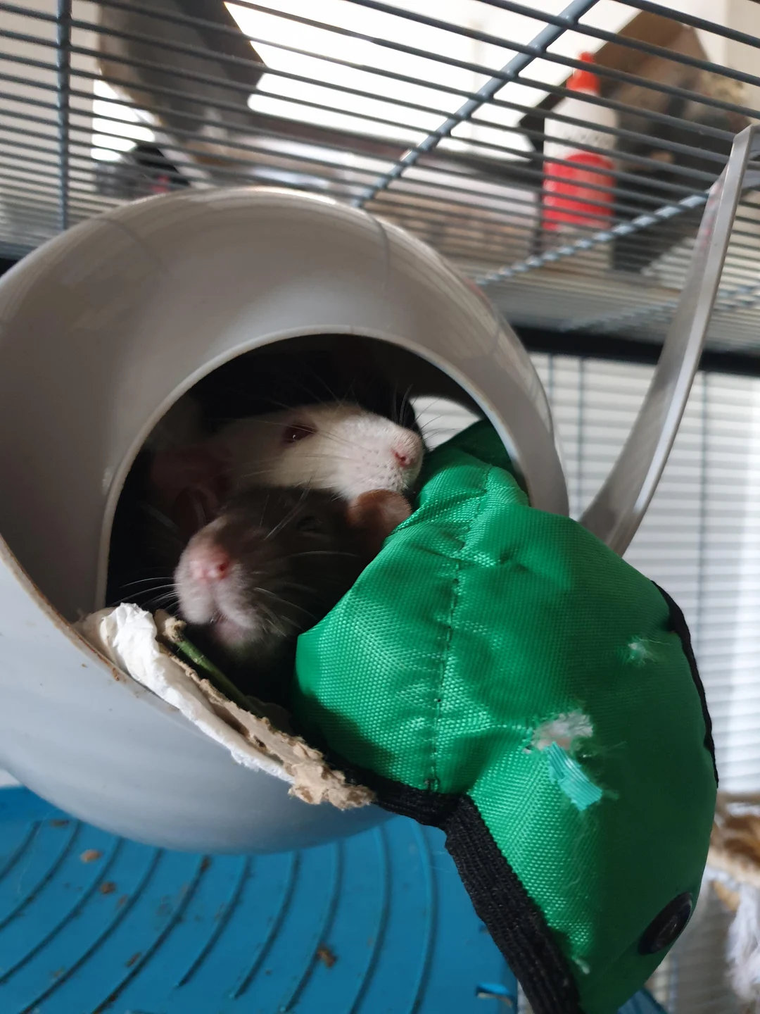 This is how they use their hammock | Scrolller