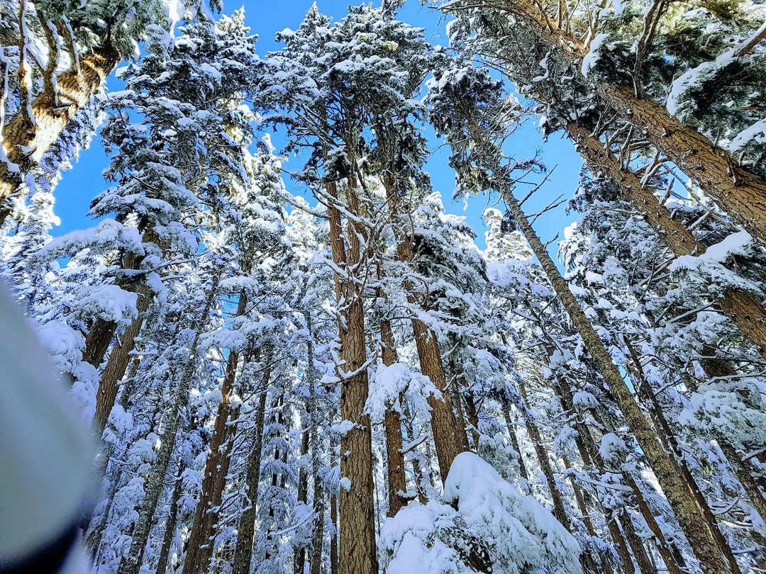 little pitstop in the forest | Scrolller