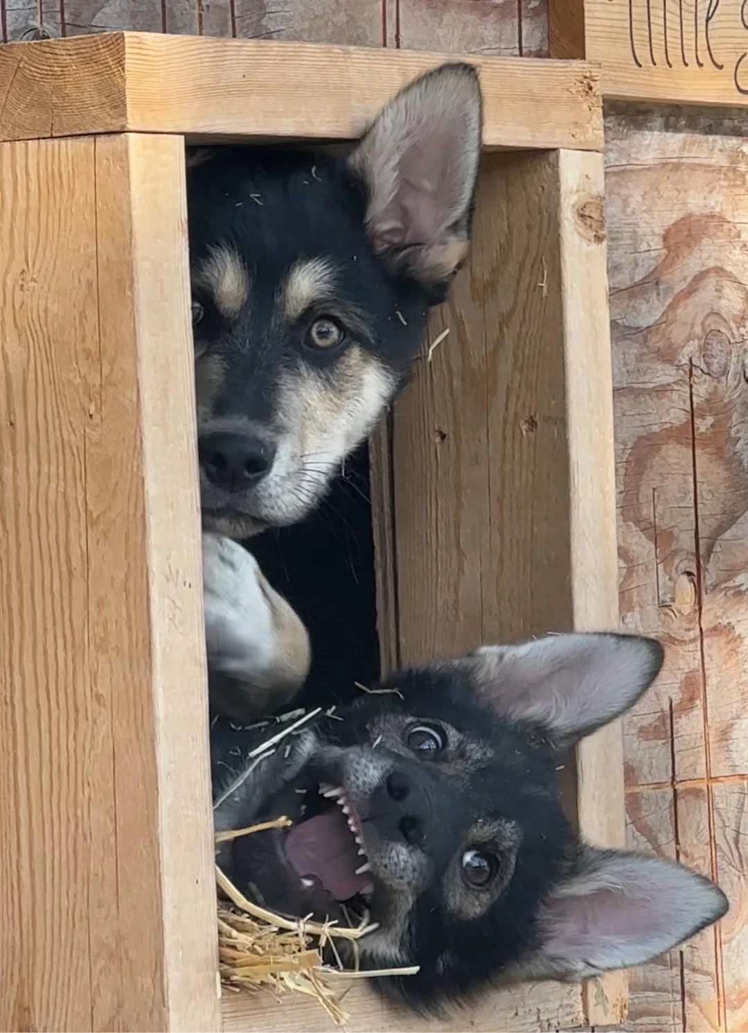 Sibling shenanigans | Scrolller