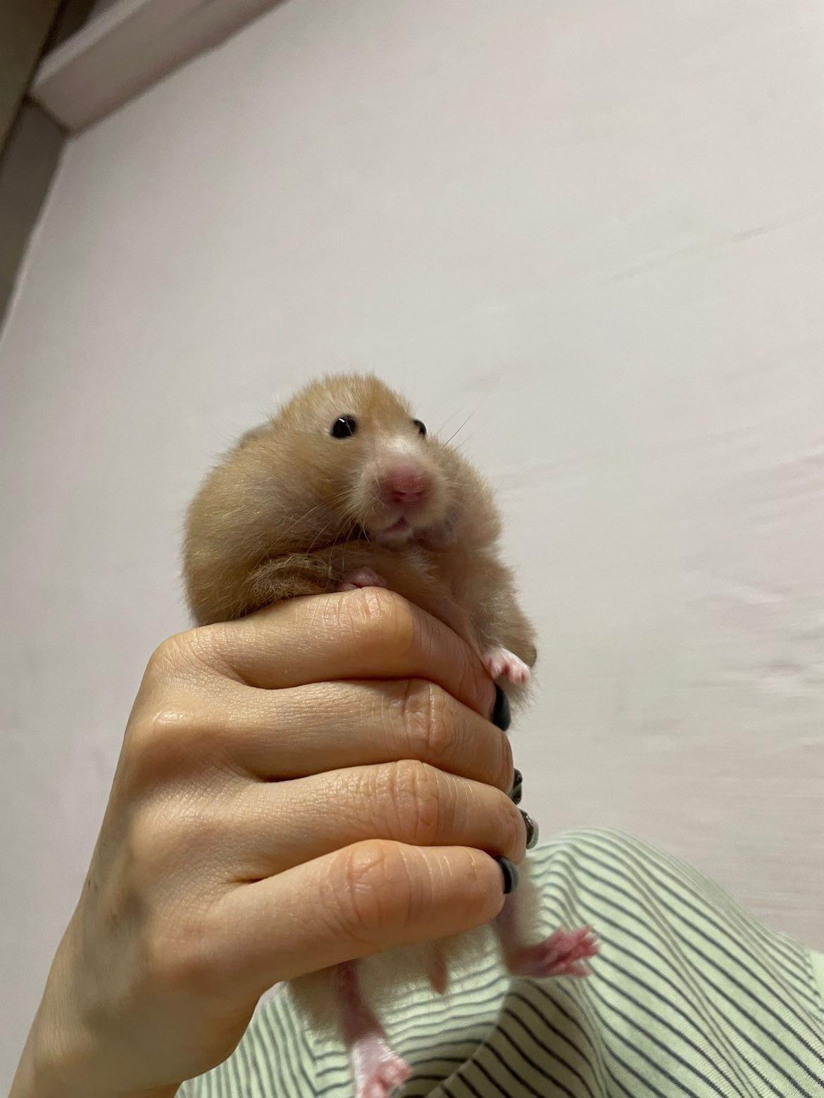 Dumpling hamster 🤣 | Scrolller