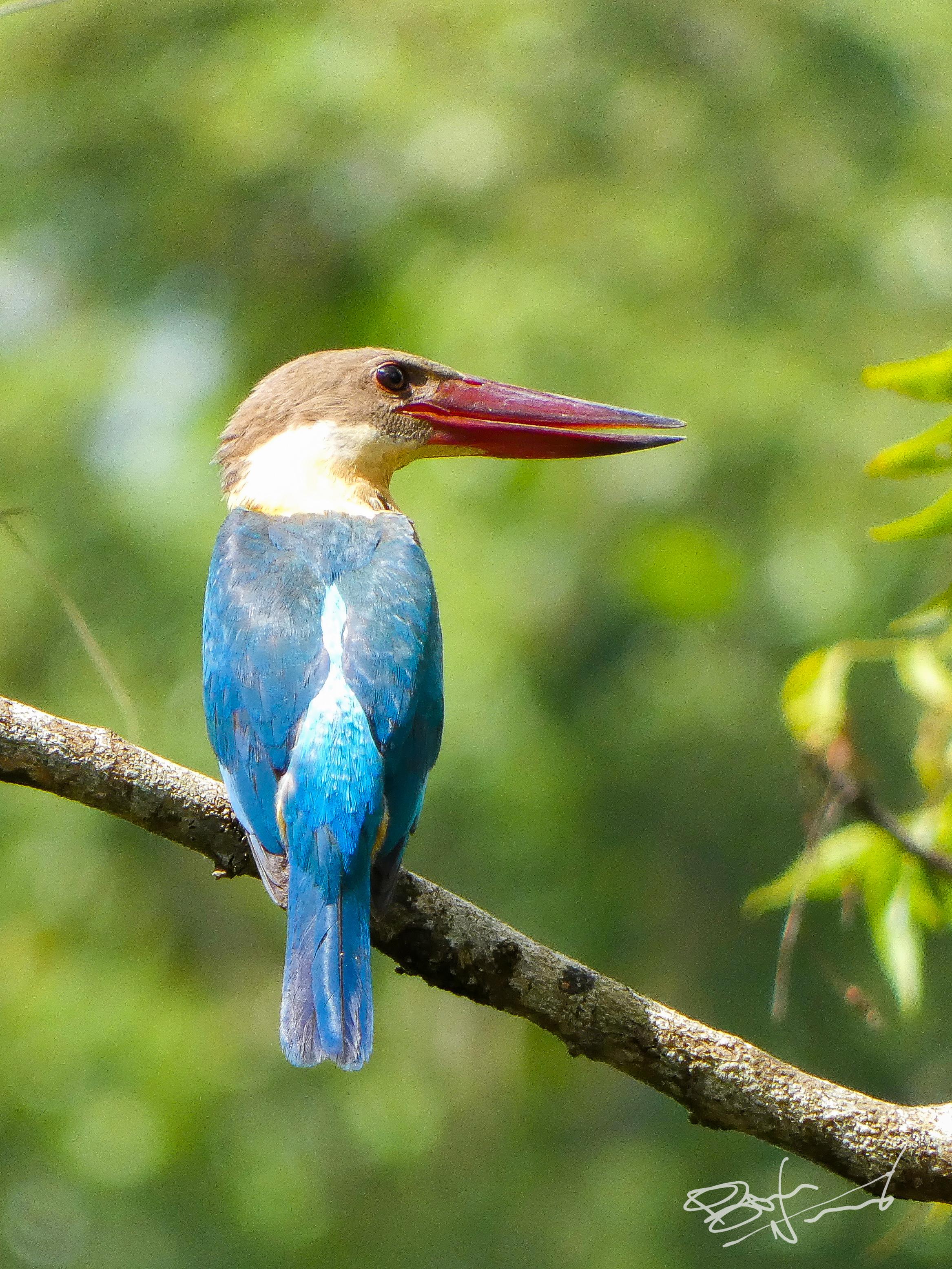 Stork-Billed Kingfisher | Scrolller