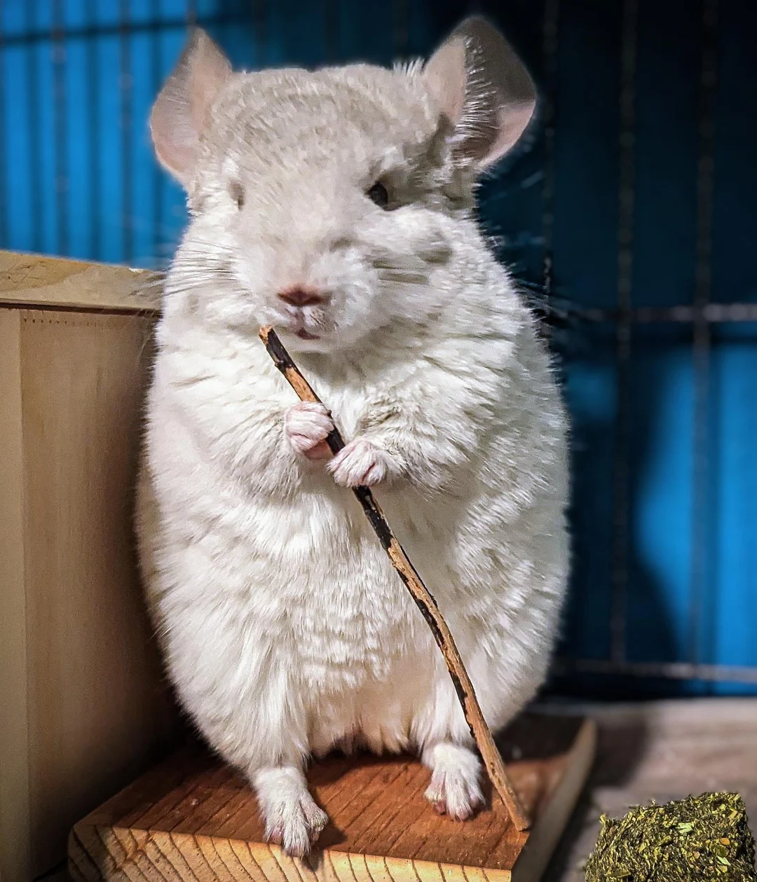 Wise Master Turnip. | Scrolller