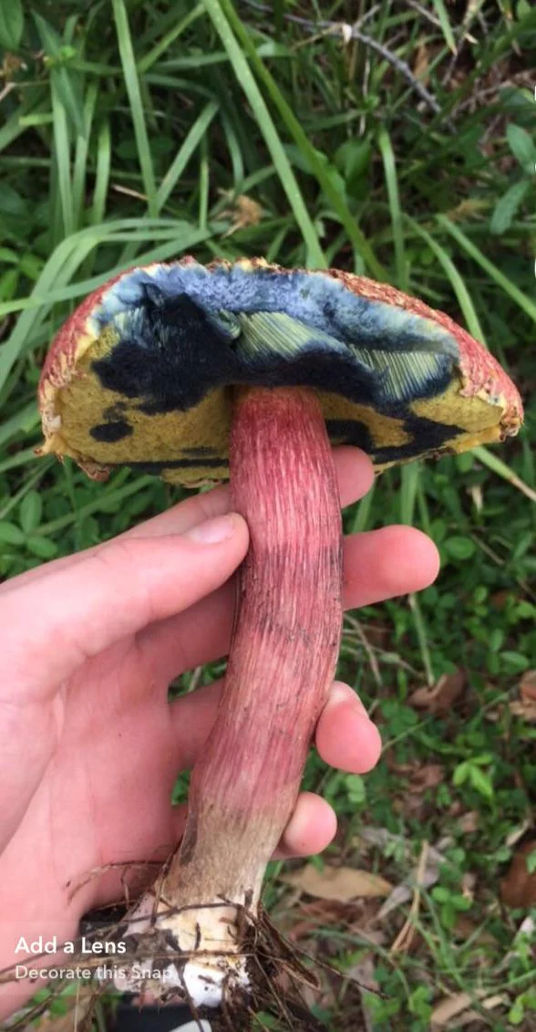 Help identifying | Scrolller