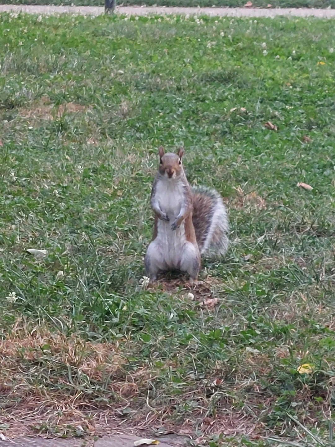 I'm out partying, but I will always love my California Polytechnic Squirrels | Scrolller