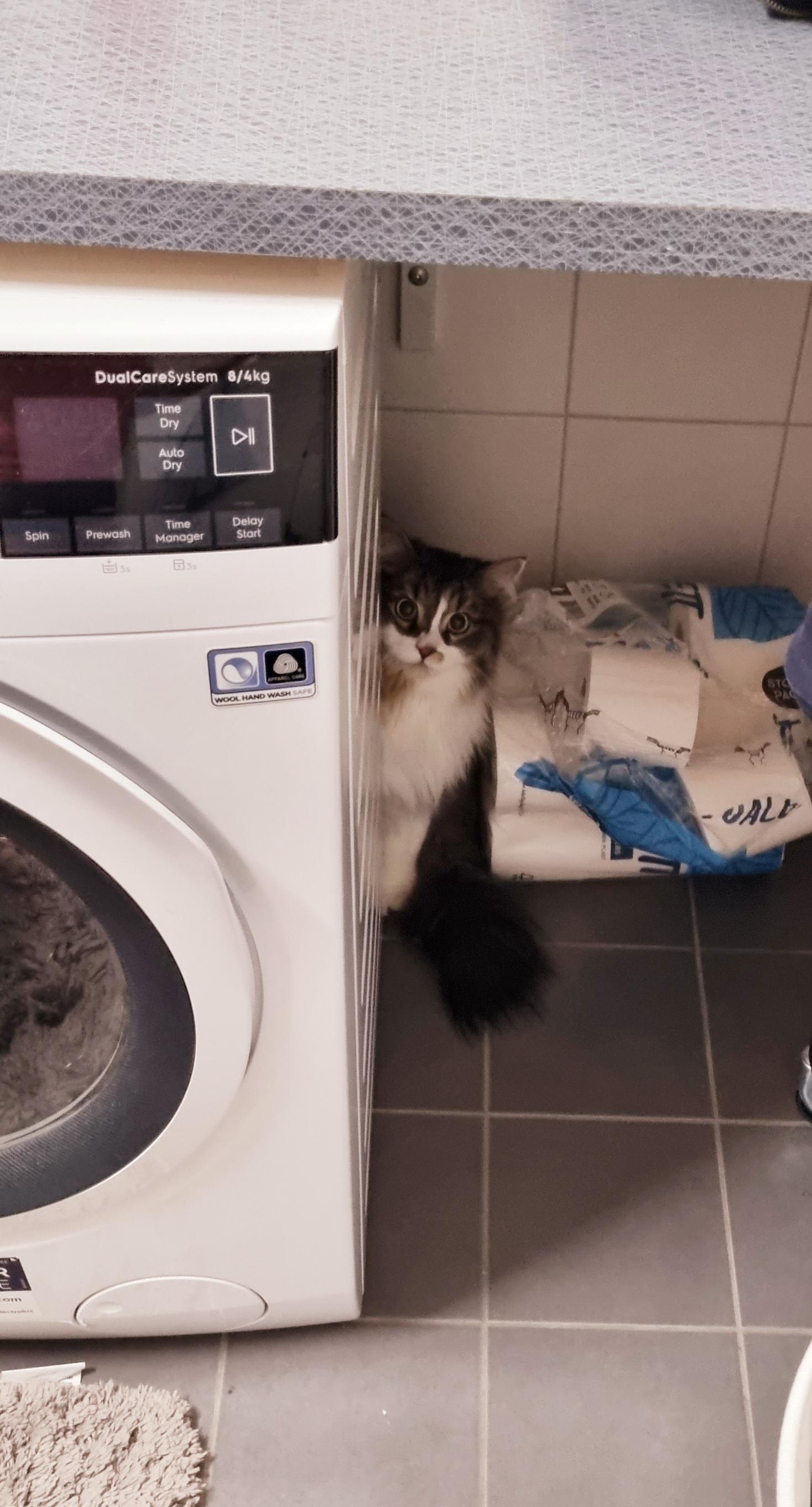 Discover more like SiberianCats: Meet Ralph and Related Content | Scrolller