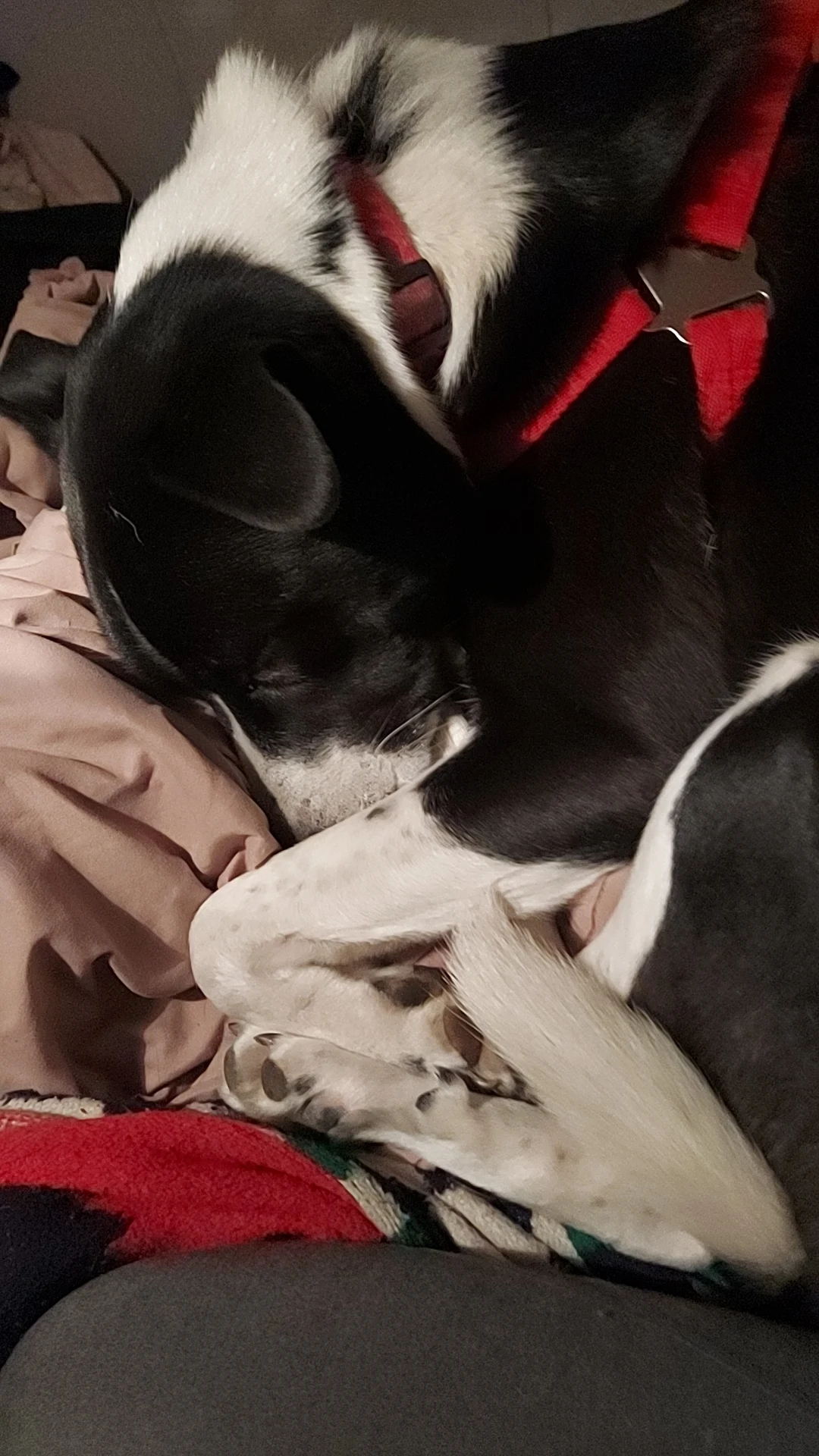 [OC] My girl, Ruby. | Scrolller