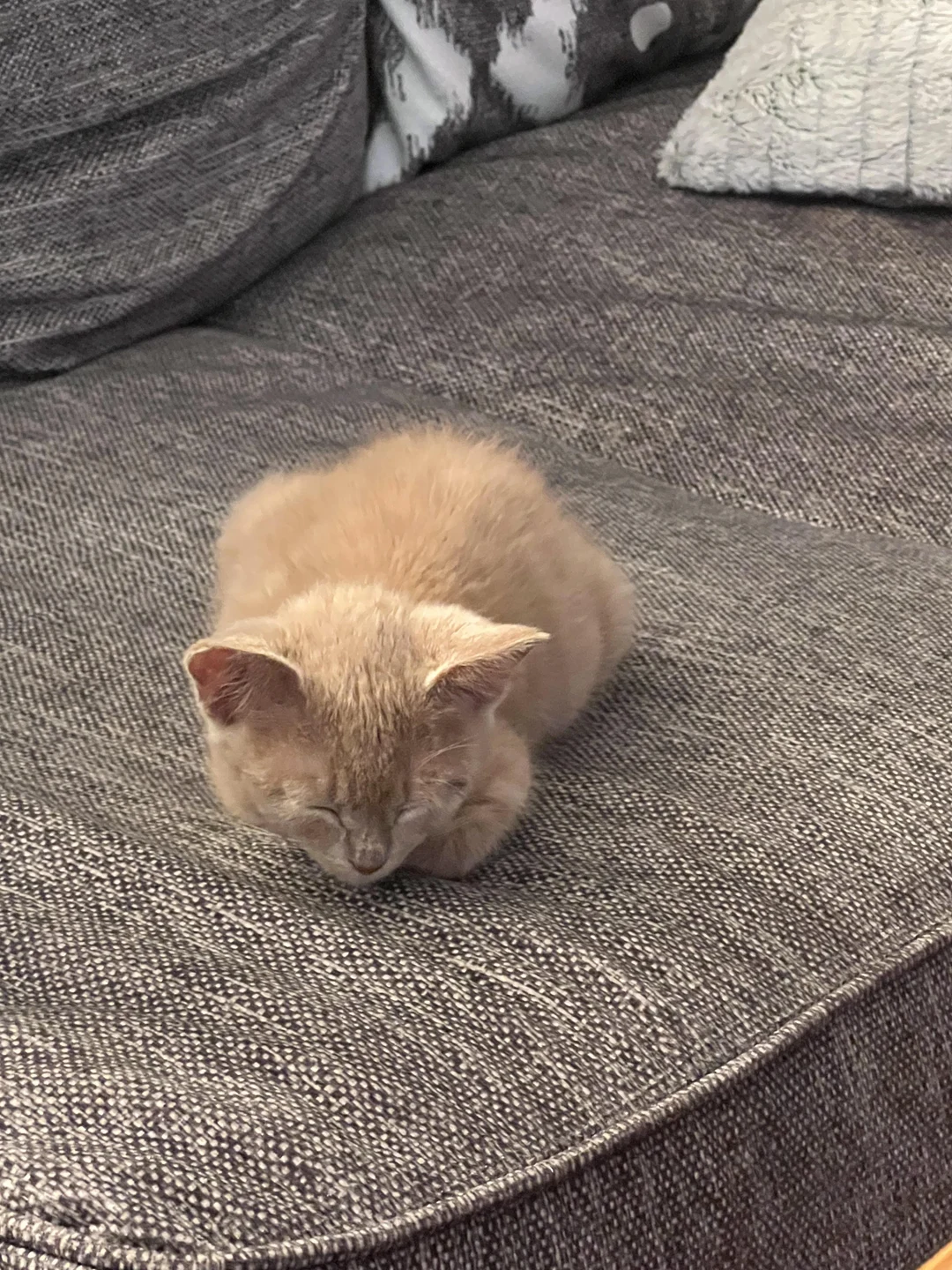 Smol loaf | Scrolller
