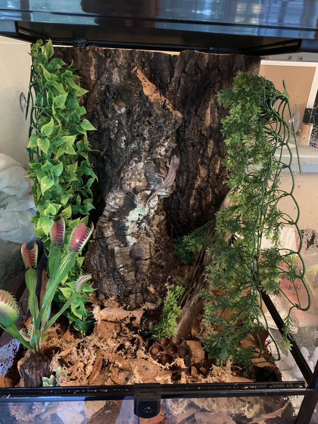 First Bioactive | Scrolller