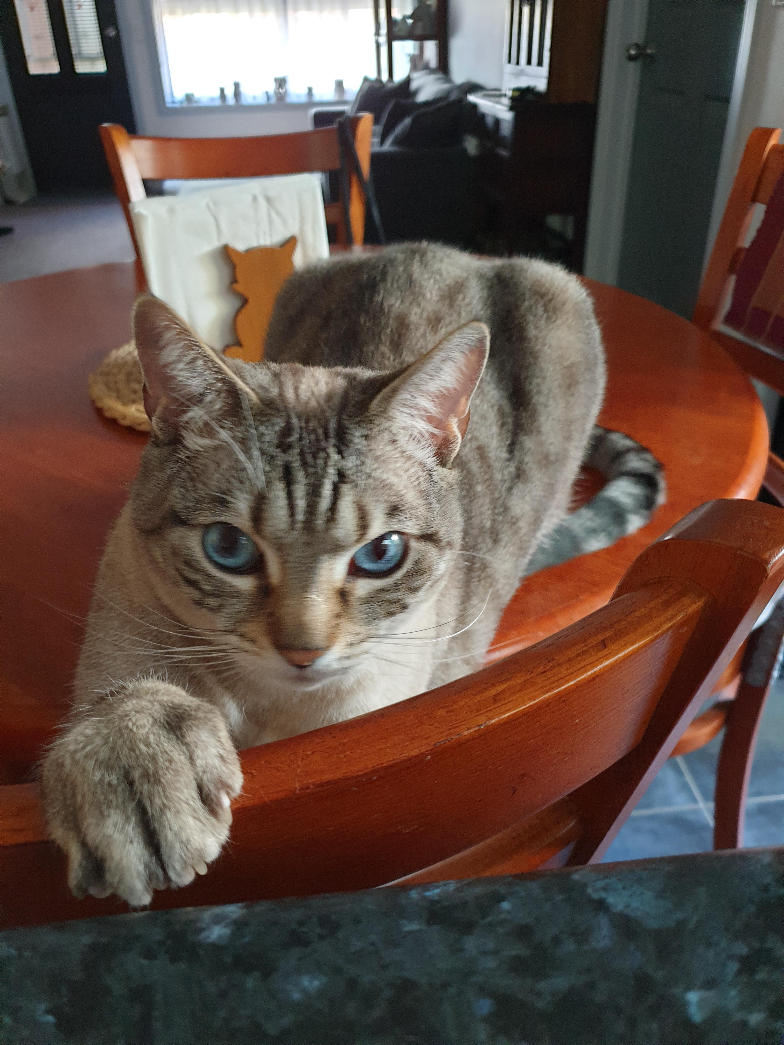 This is my paw. Do not think about touching it. | Scrolller