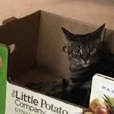 Little potato | Scrolller