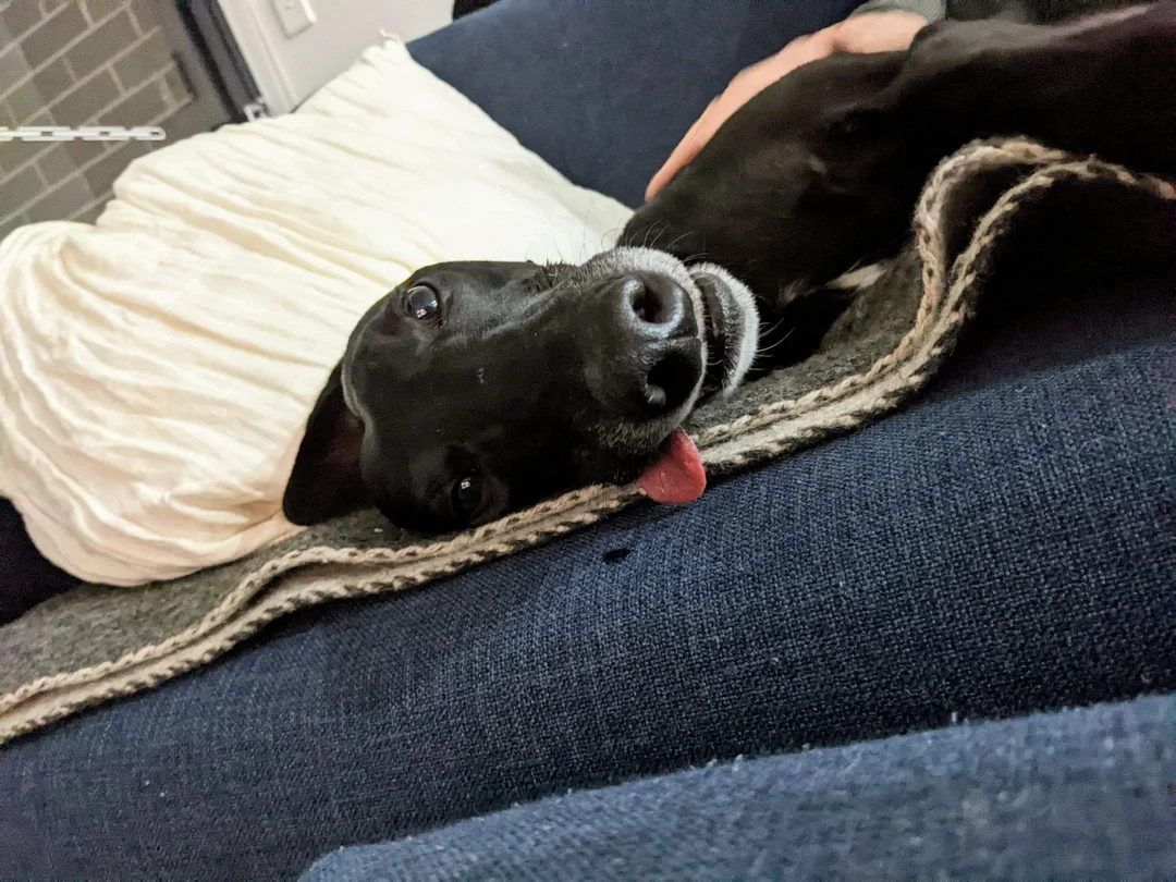 Poppy's ToT | Scrolller