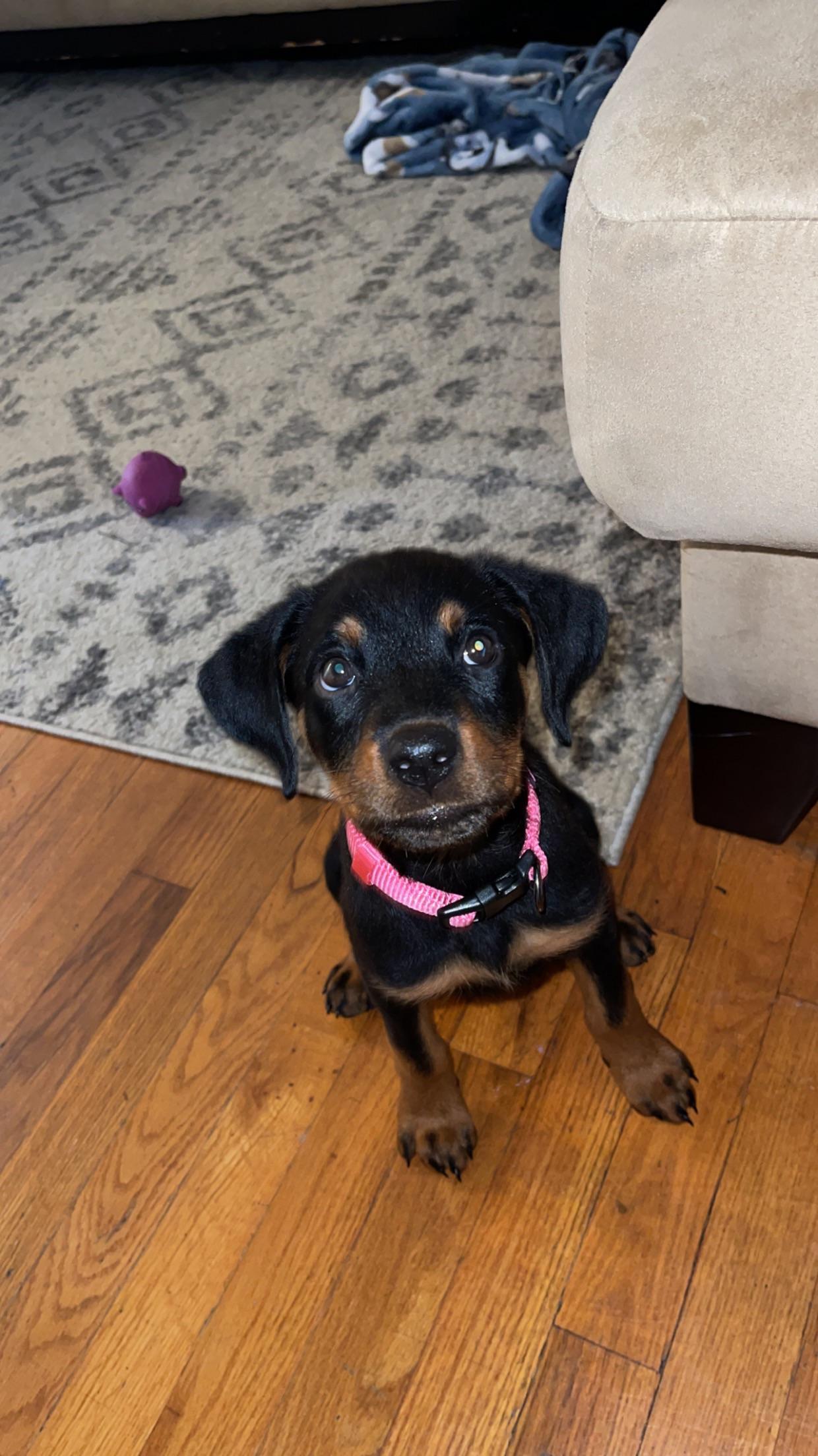 Puppy kibble | Scrolller