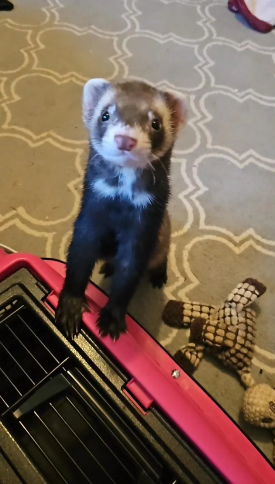 New to ferret parenthood | Scrolller