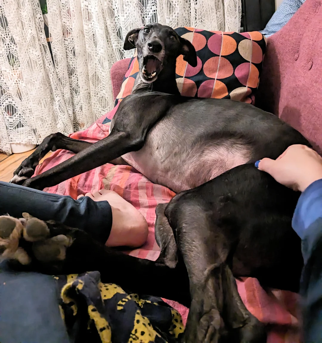 Scratch harder human, HARDEEERR! | Scrolller