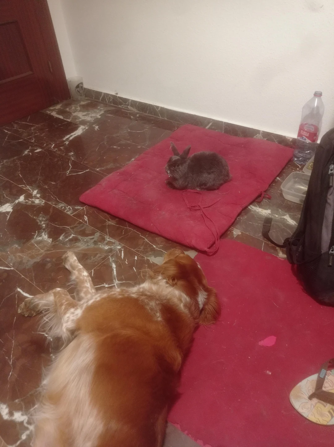 always the same | Scrolller