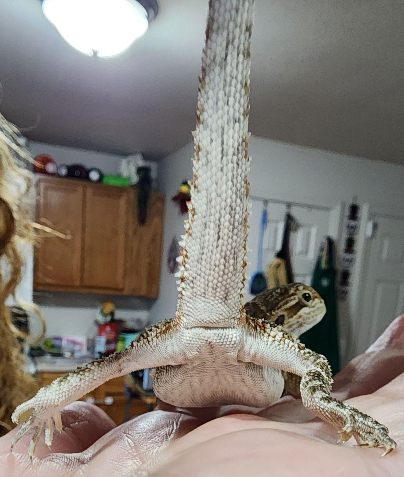 Bearded dragon | Scrolller