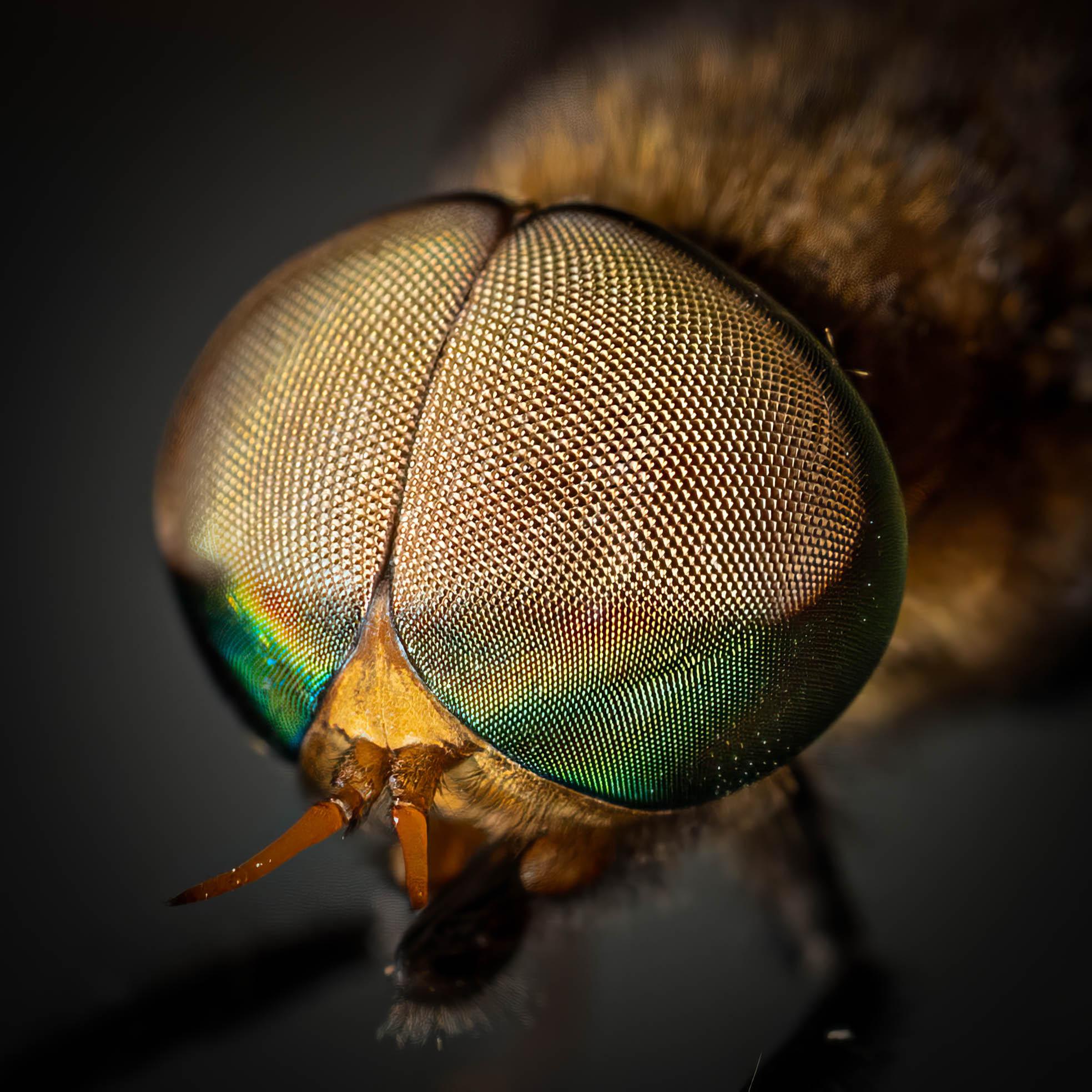 here's some flies eyes for you guys. | Scrolller