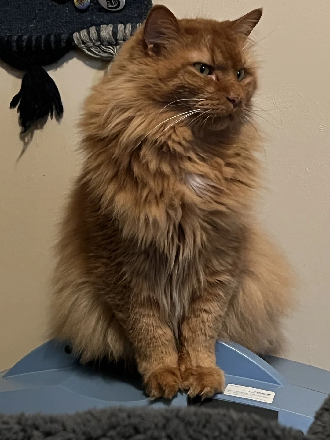 My angry old man Cooper | Scrolller