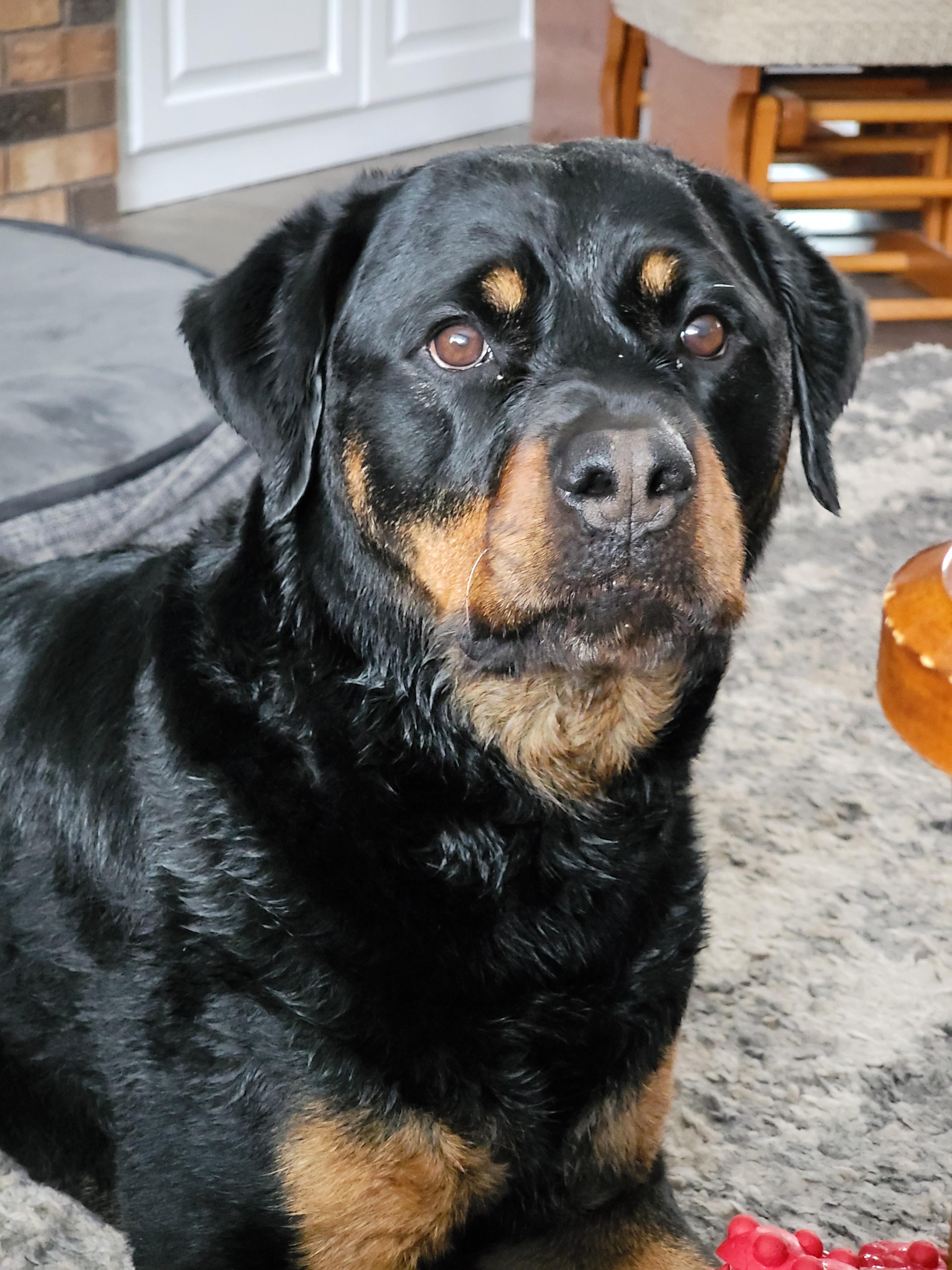 After a bath she's very focused | Scrolller