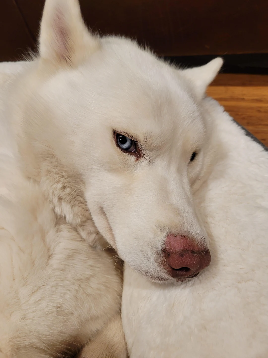 Strange bald spot on her snoot? | Scrolller