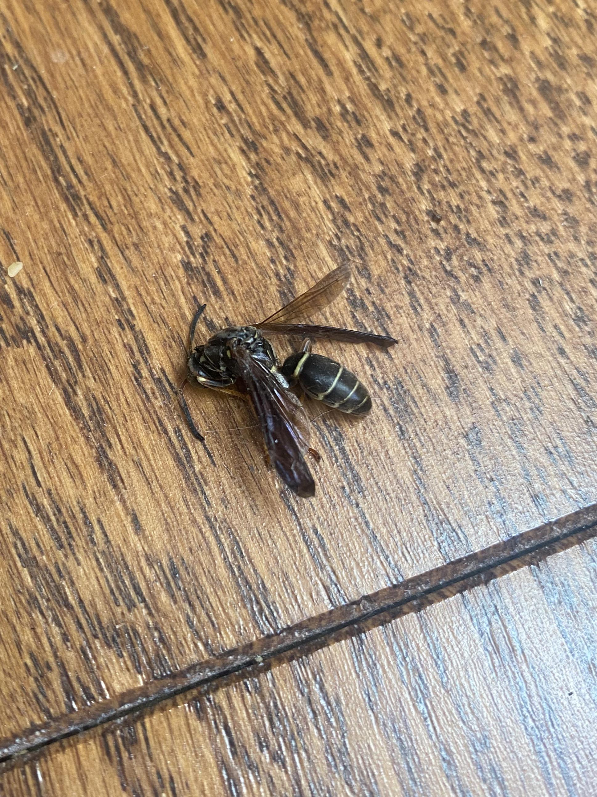 Is this a wasp/hornet? | Scrolller