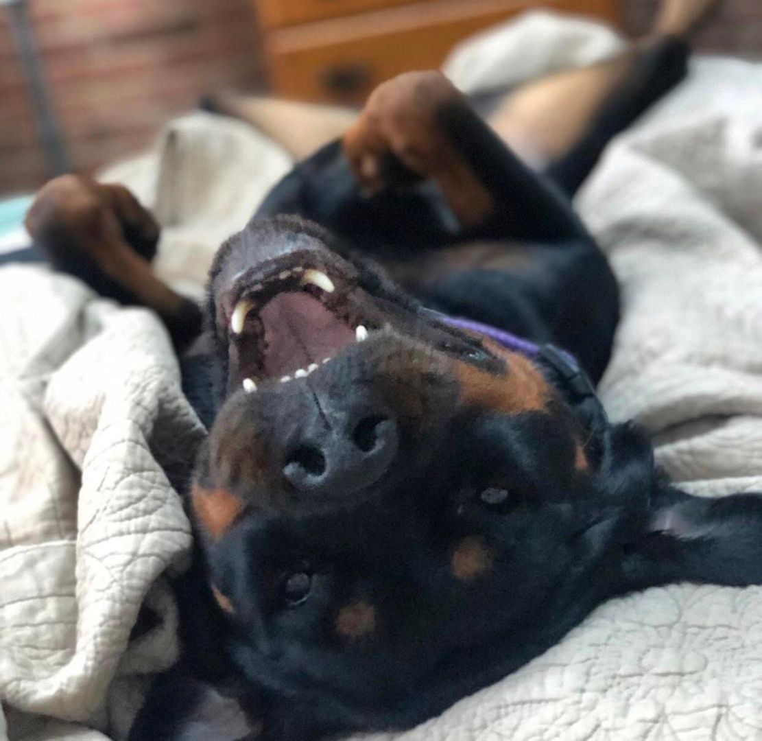 Assuming the typical Rottie position. | Scrolller