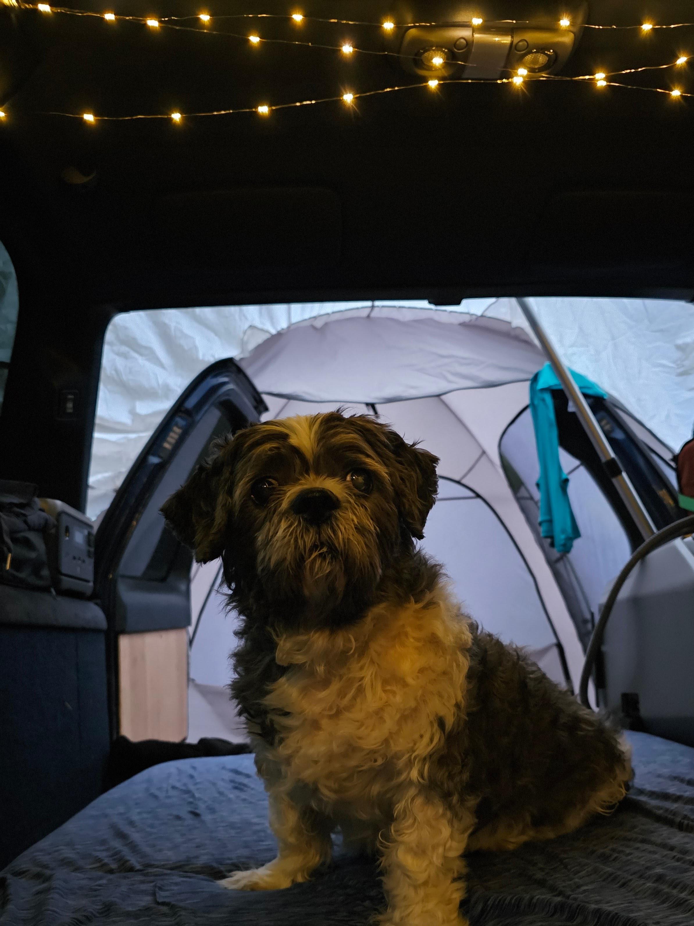 Ike was the king of the campsite | Scrolller