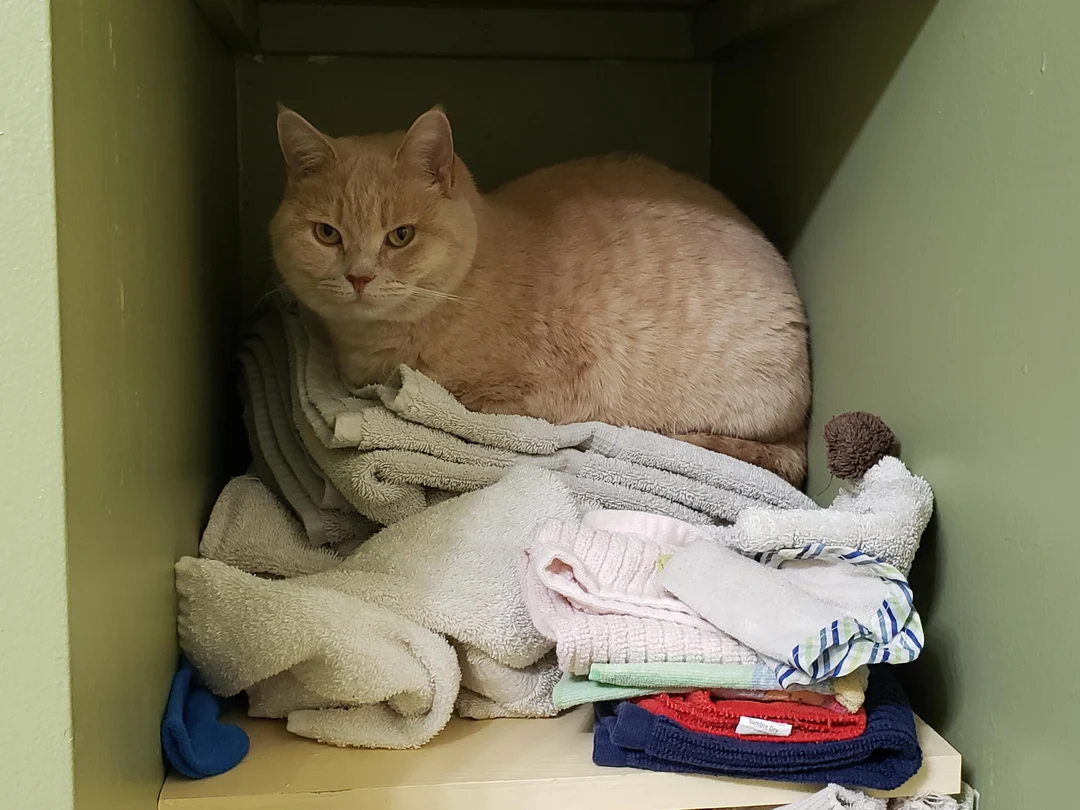 Unintentional Trap, clean towels | Scrolller