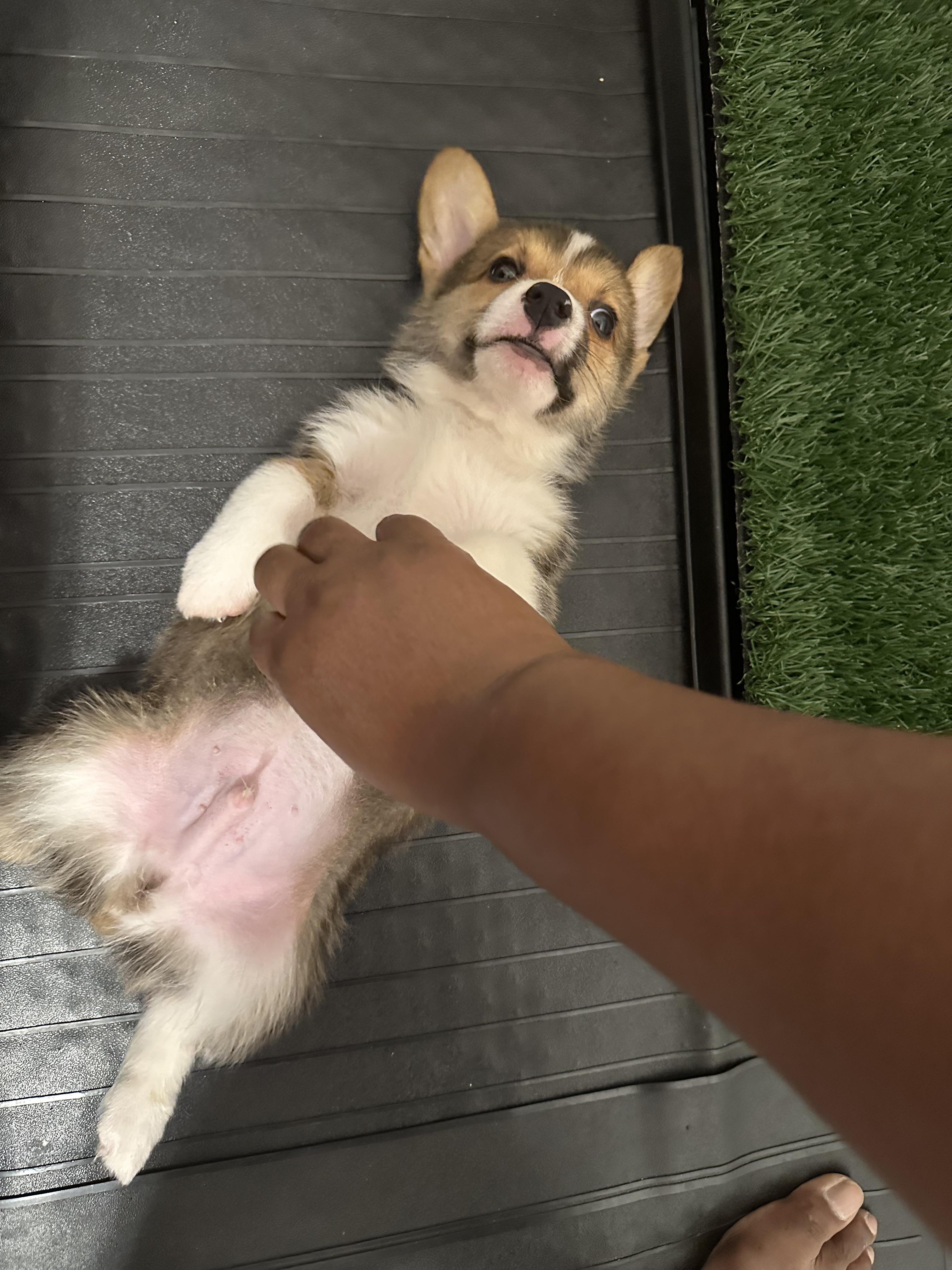 Finally official!!! | Scrolller