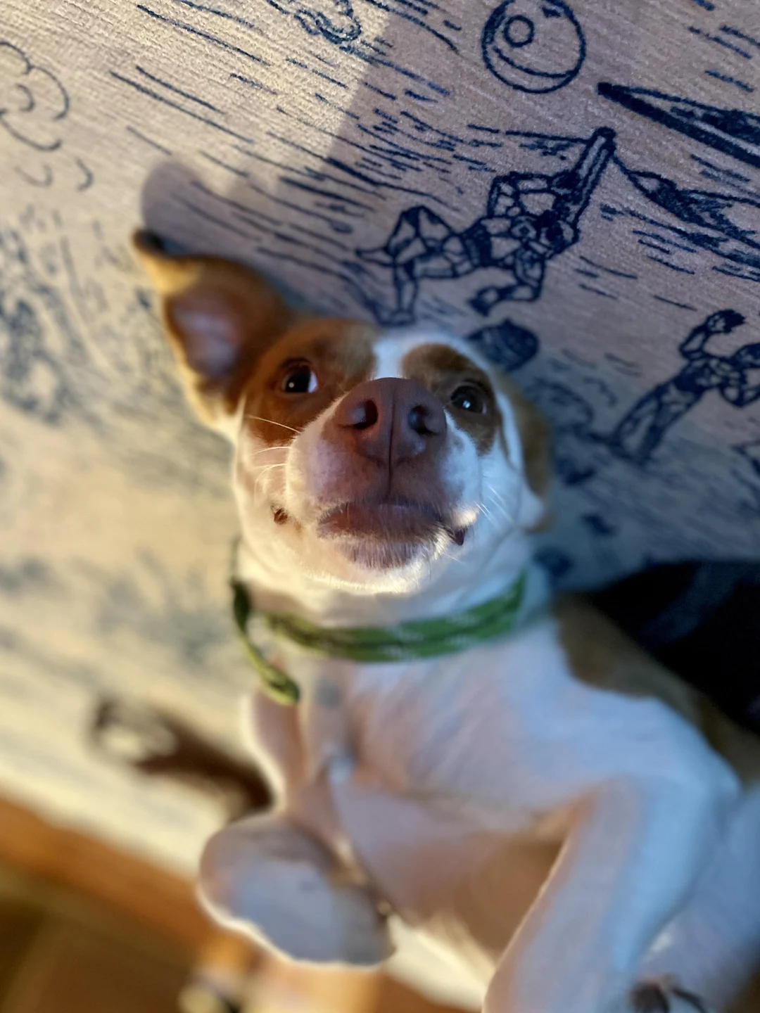 Basic upside down derp | Scrolller