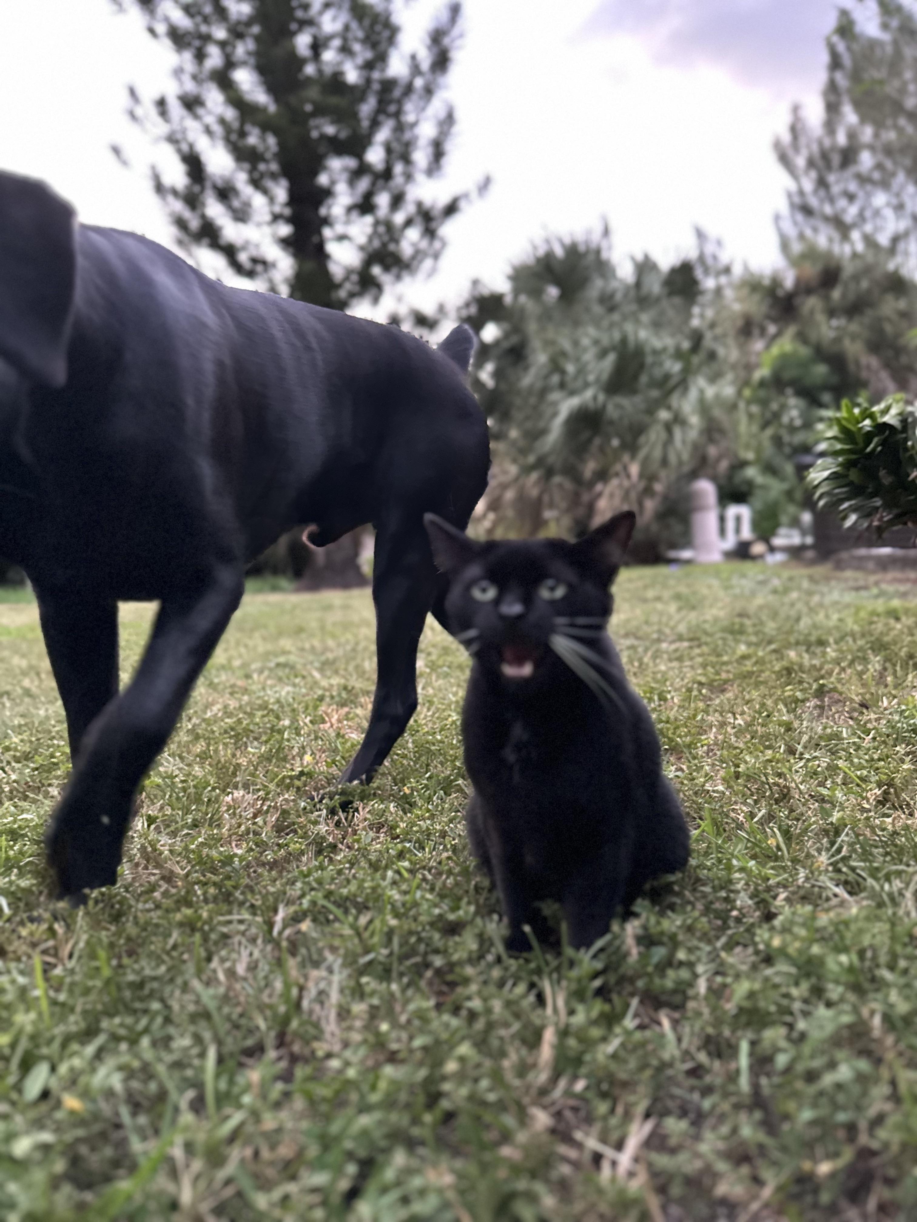 Void is always screaming. | Scrolller