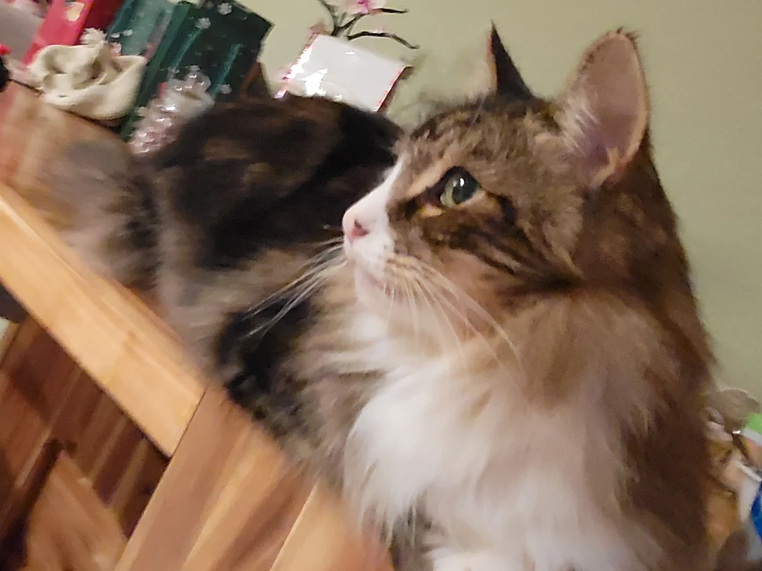 My floofy boy on the table | Scrolller